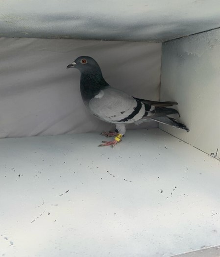 N° 4 : Christian DECOIN (Fils) de MAZINGARBE – Francolomb