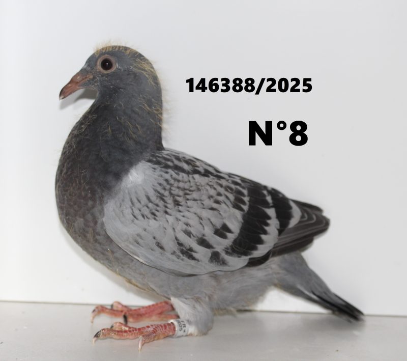 N° 08 : 146388/2025 Ecaillée – Francolomb