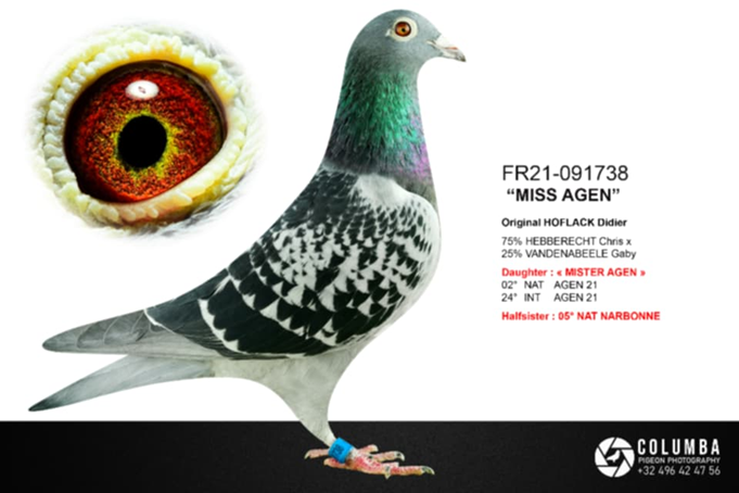 N° 13 : Beaucamps Alexandre (Pont St-Maxence 60) – Francolomb