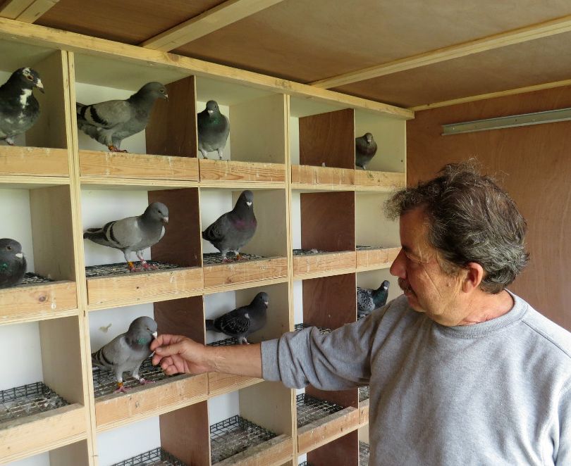 Vente De Pigeon Voyageur Dans Le Nord