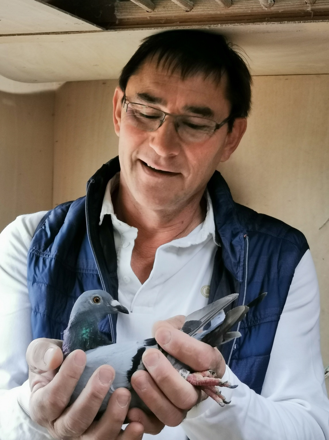 Vente De Pigeon Voyageur Dans Le Nord